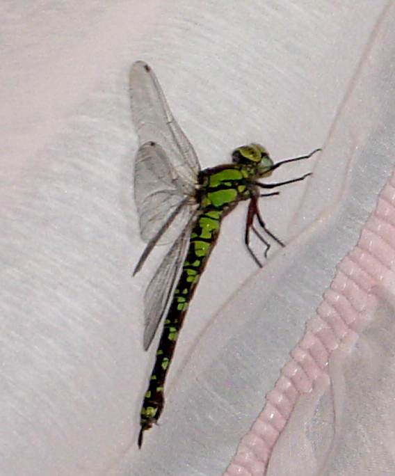grande libellule verte
